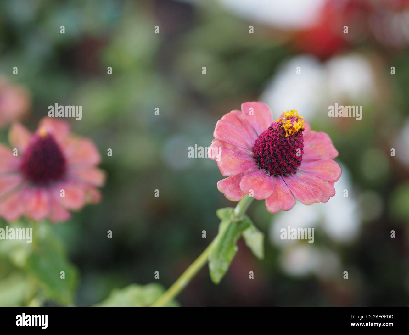 Gerbera , Barberton daisy pink color on burred of nature background ...