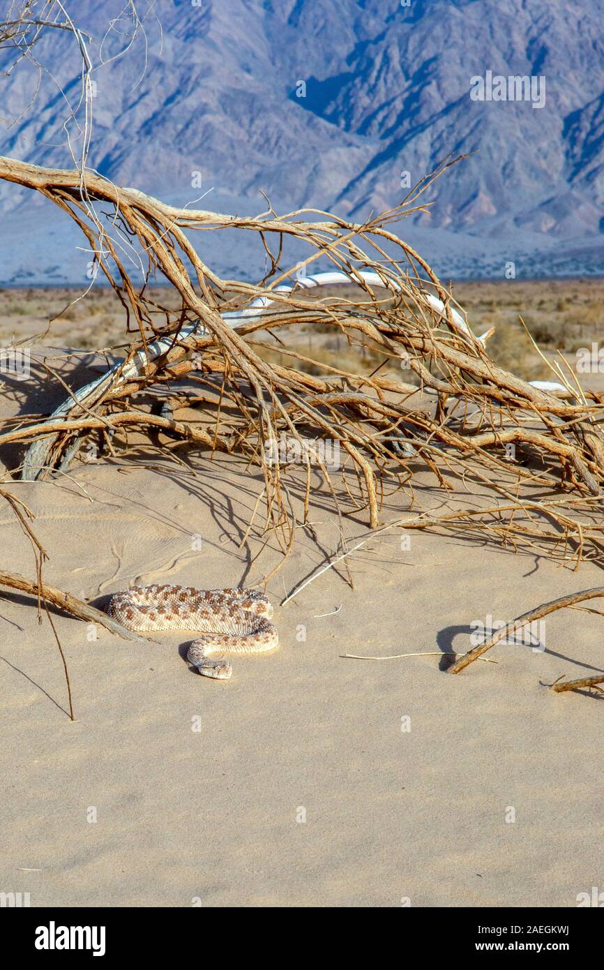 Israeli viper hi-res stock photography and images - Alamy