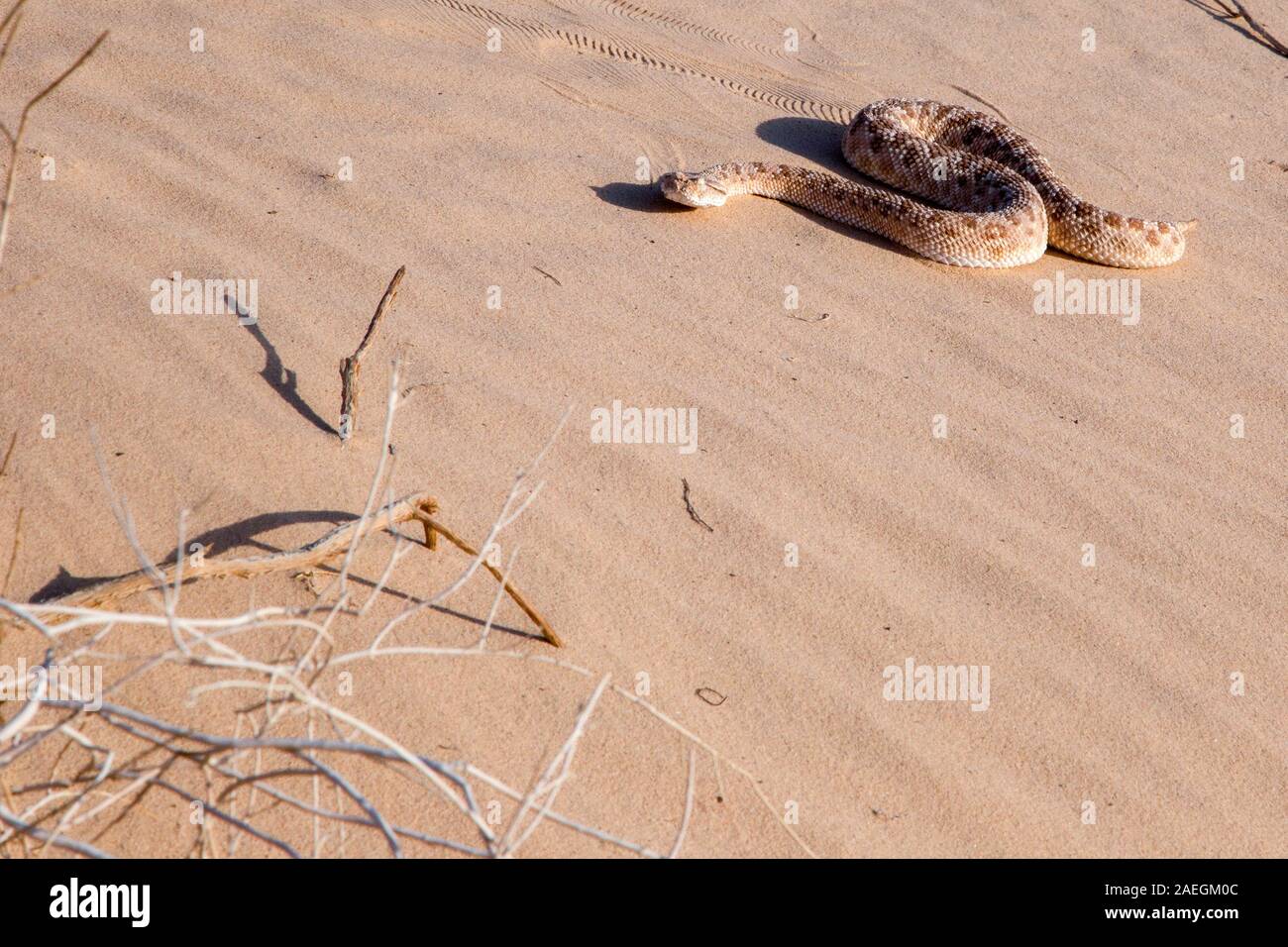 Arabian horned viper (Cerastes gasperettii mendelssohni) a venomous ...