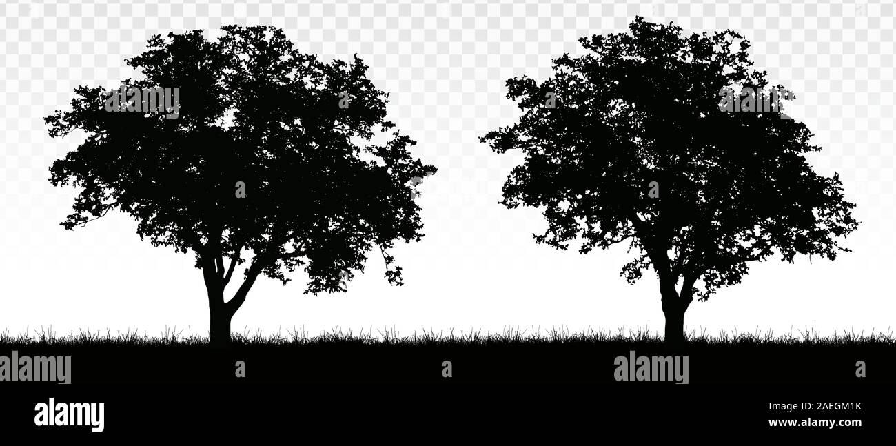 Realistic illustration of landscape with deciduous trees or forest ...