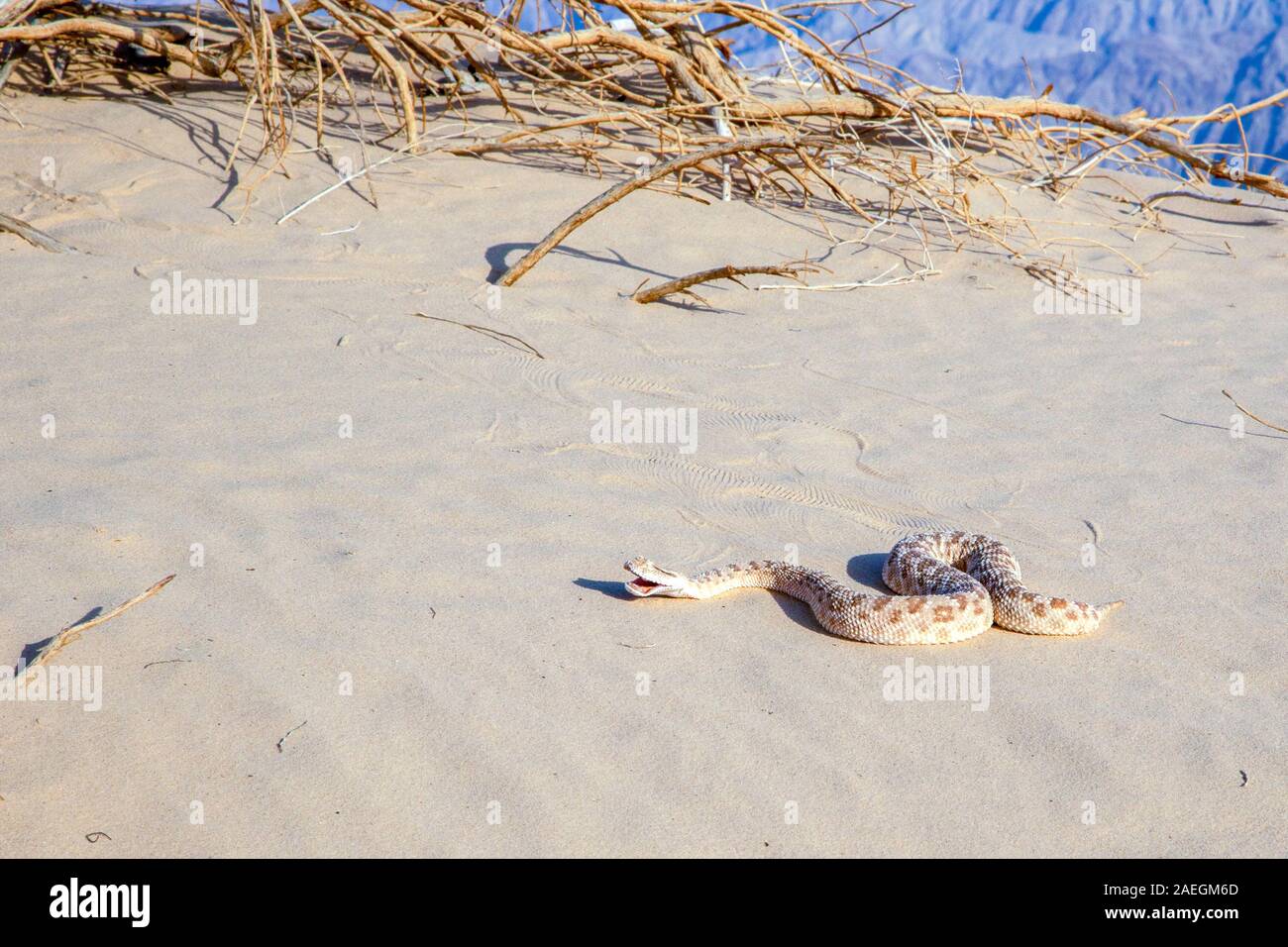 Venomous snakes of north africa hi-res stock photography and images - Alamy
