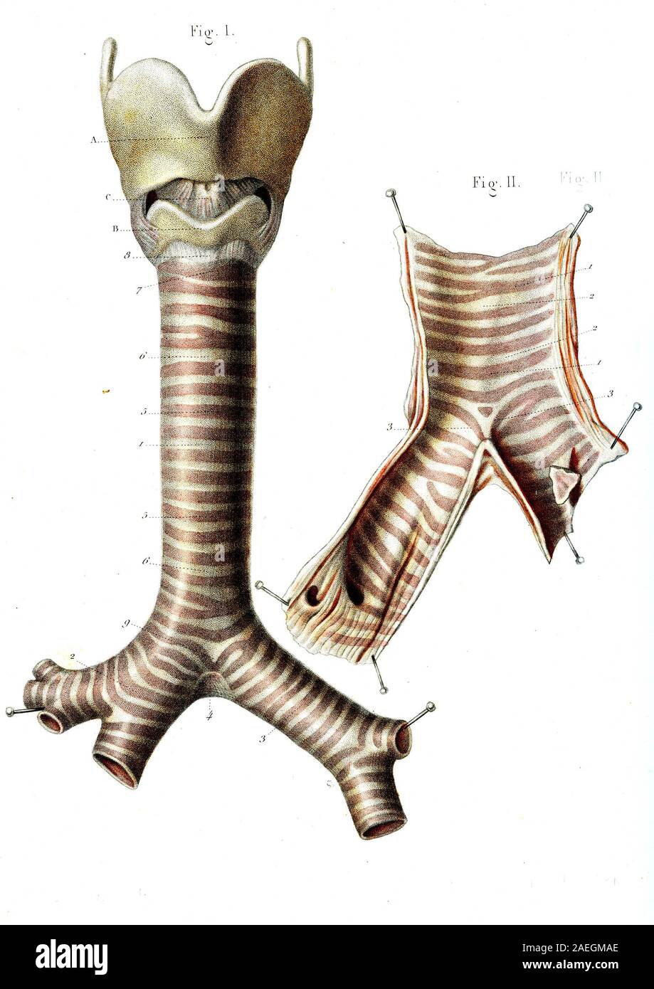 Windpipe High Resolution Stock Photography and Images - Alamy