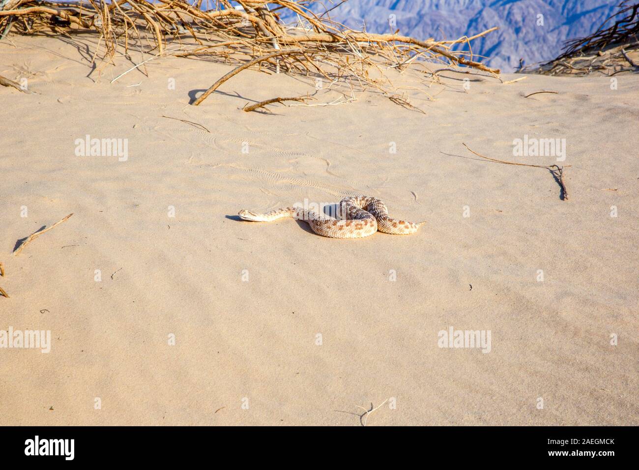 Venomous snakes of north africa hi-res stock photography and images - Alamy