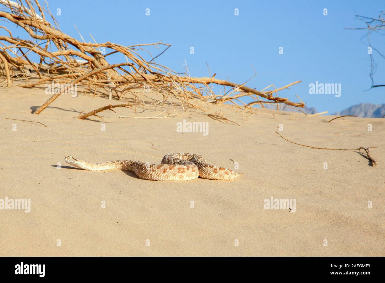 Venomous snakes of north africa hi-res stock photography and images - Alamy