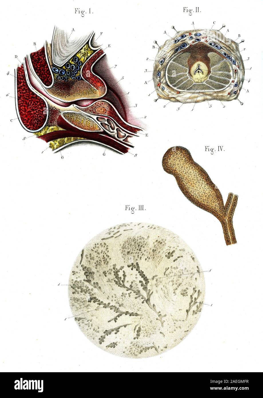 Prostate Gland High Resolution Stock Photography and Images - Alamy