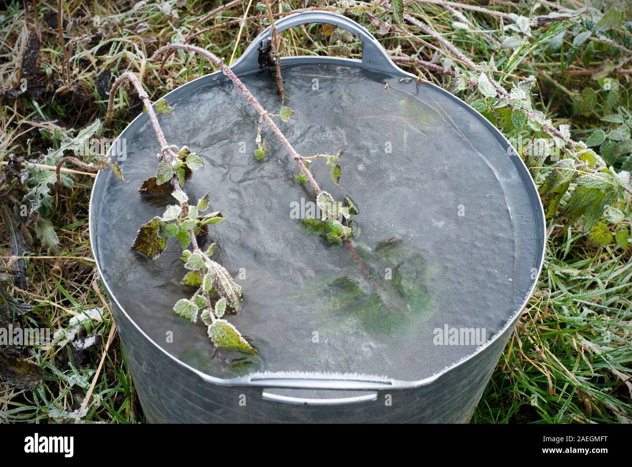 Frozen, plastic, grey bucket with water. First rime and frozen bucket ...