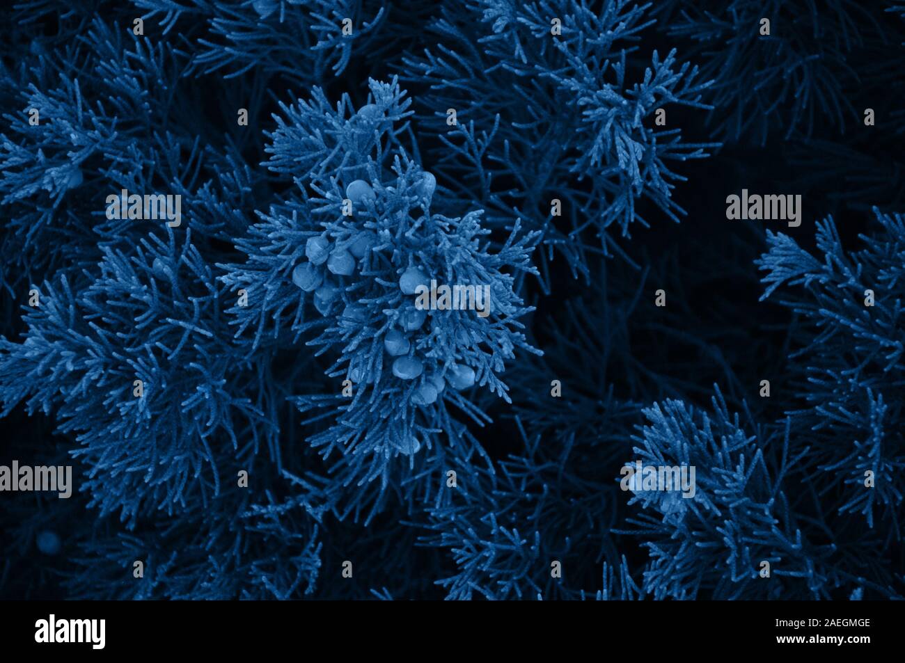 Close up of coniferales trees. Toned in blue color Stock Photo - Alamy
