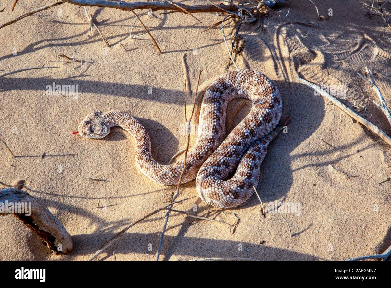Venomous snakes of north africa hi-res stock photography and images - Alamy