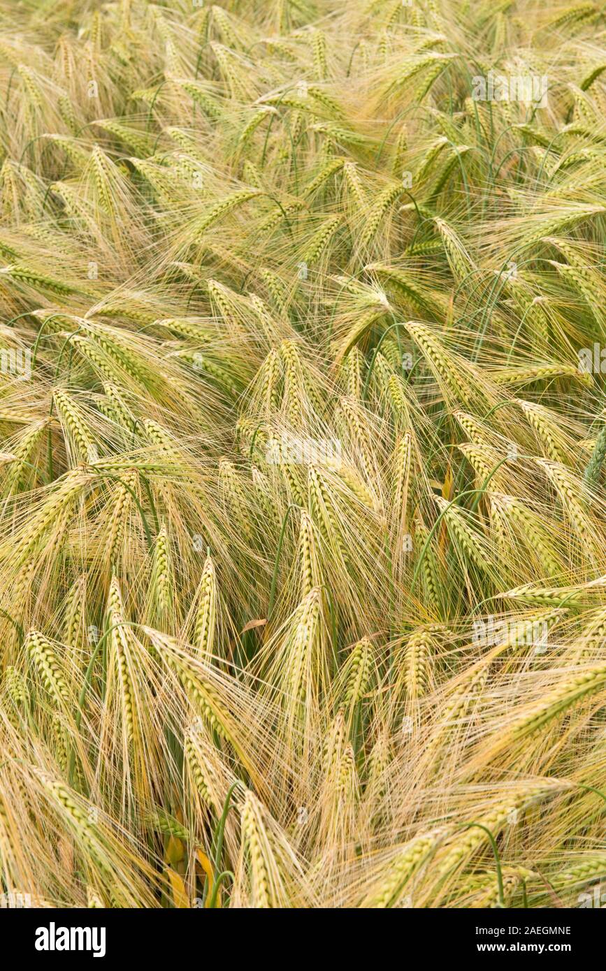 Barley crop in farm field. North Yorkshire, England Stock Photo - Alamy