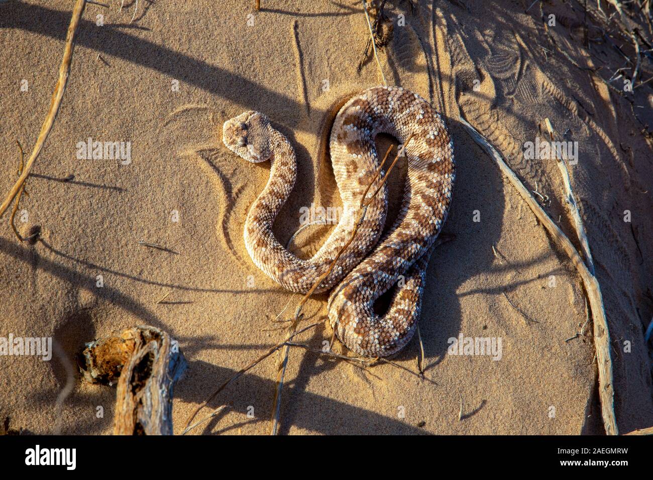 Venomous snakes of north africa hi-res stock photography and images - Alamy