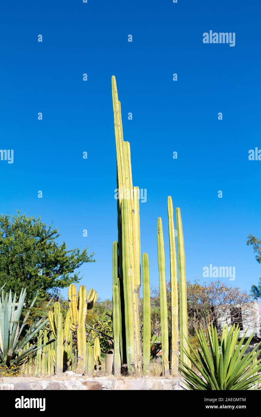 Long cactus hi-res stock photography and images - Alamy