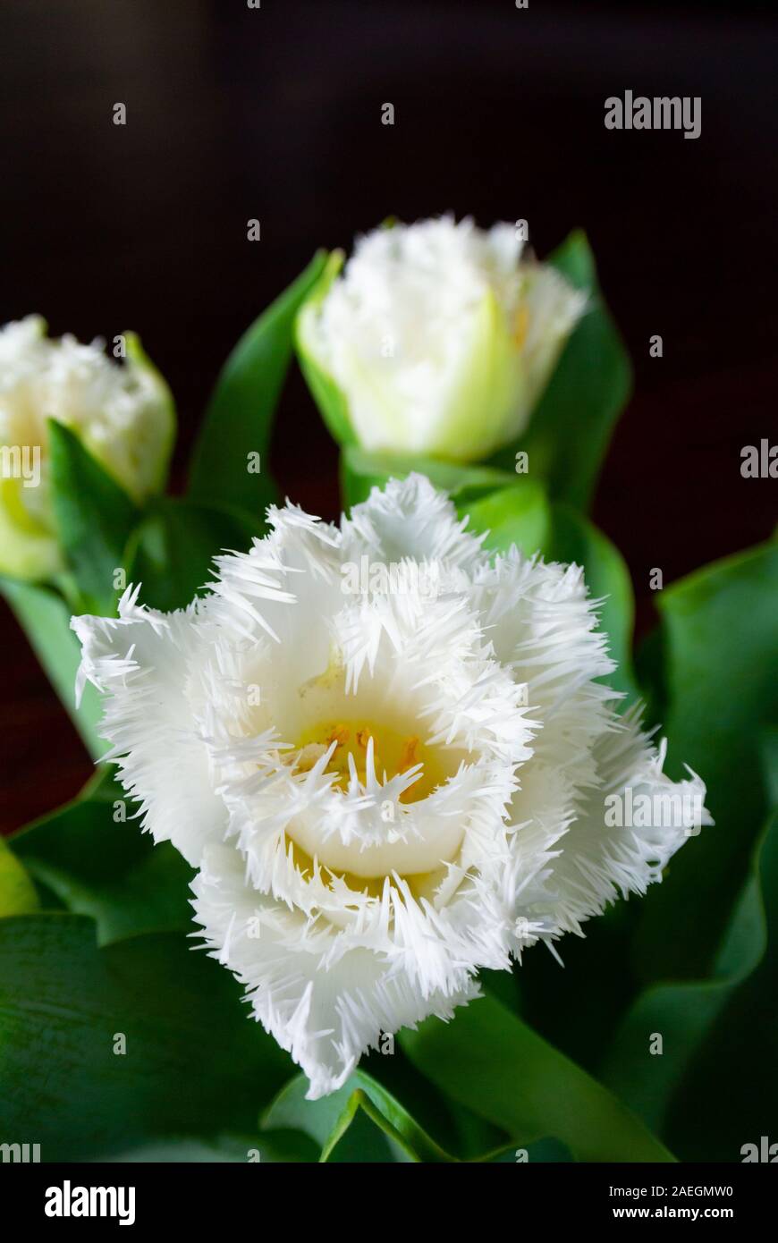 White tulip petals hi-res stock photography and images - Alamy