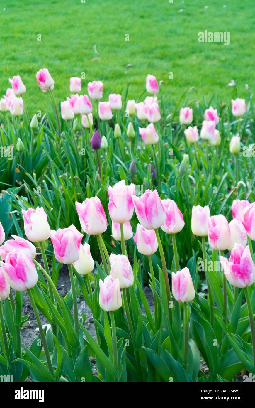 Pink and white tulips in the garden, paris, france Stock Photo - Alamy