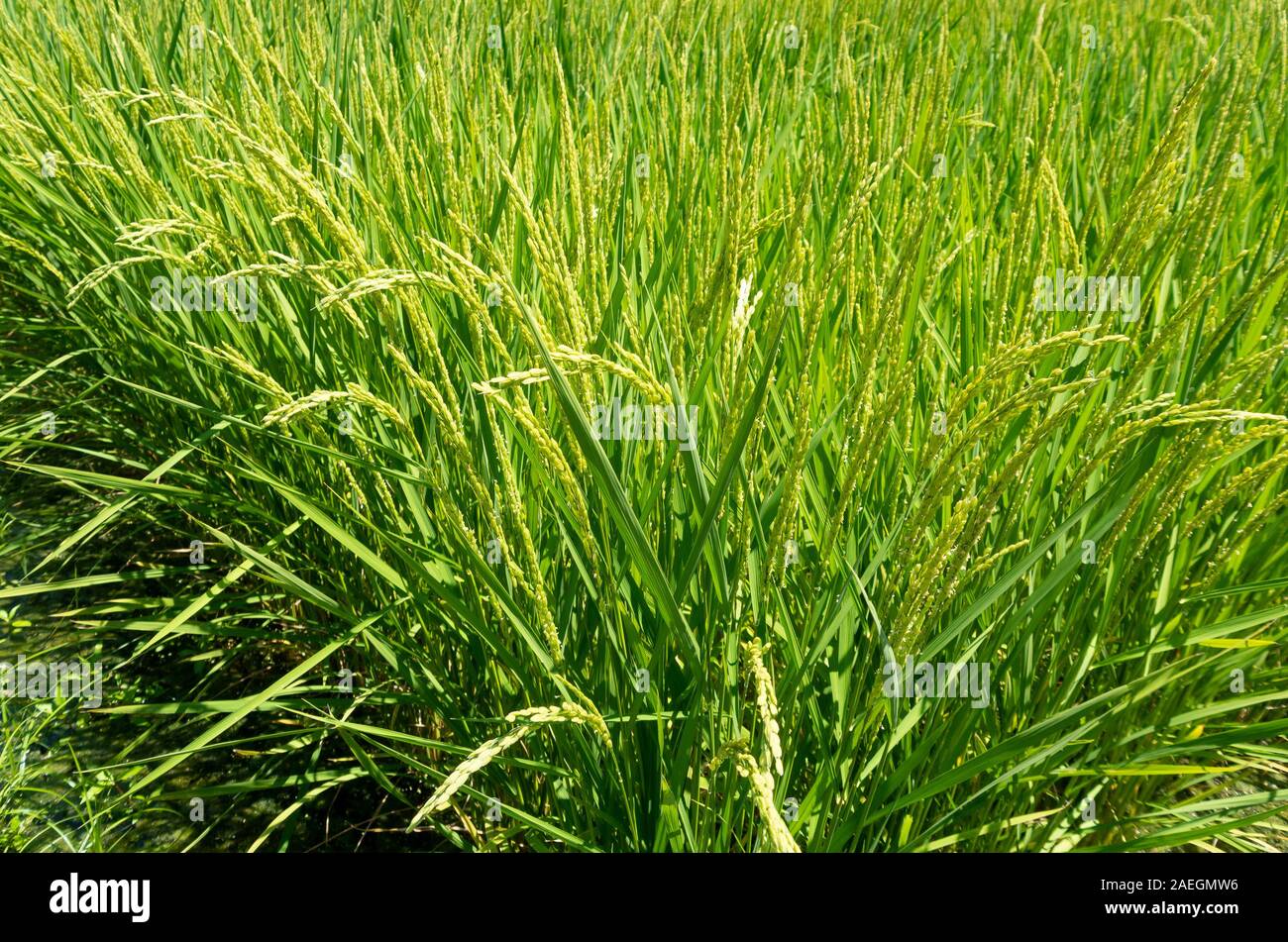 paddy field in japan, yamaguchi, japan Stock Photo - Alamy