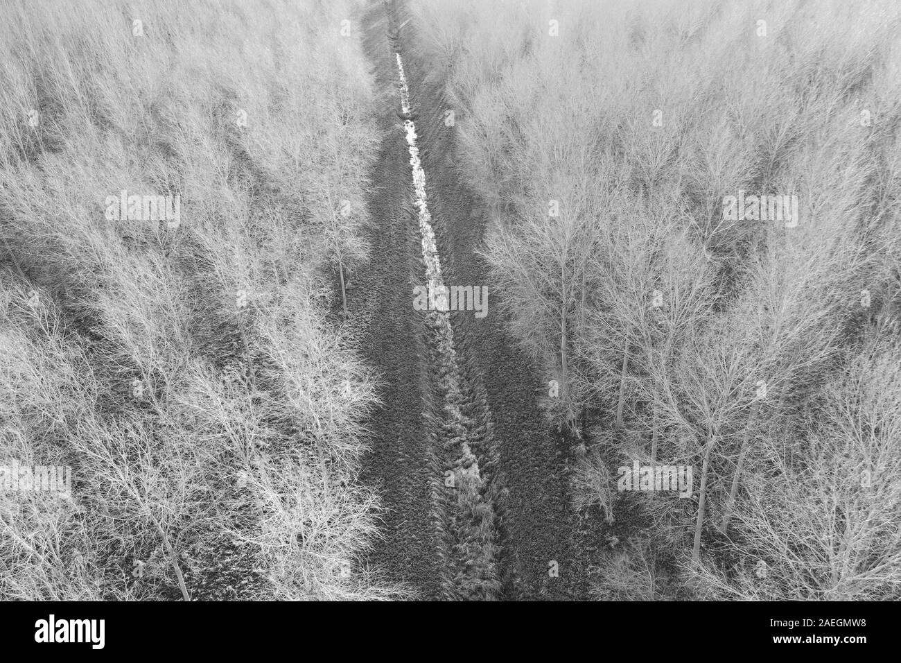 Poplar Trees in Winter Stock Photo - Alamy