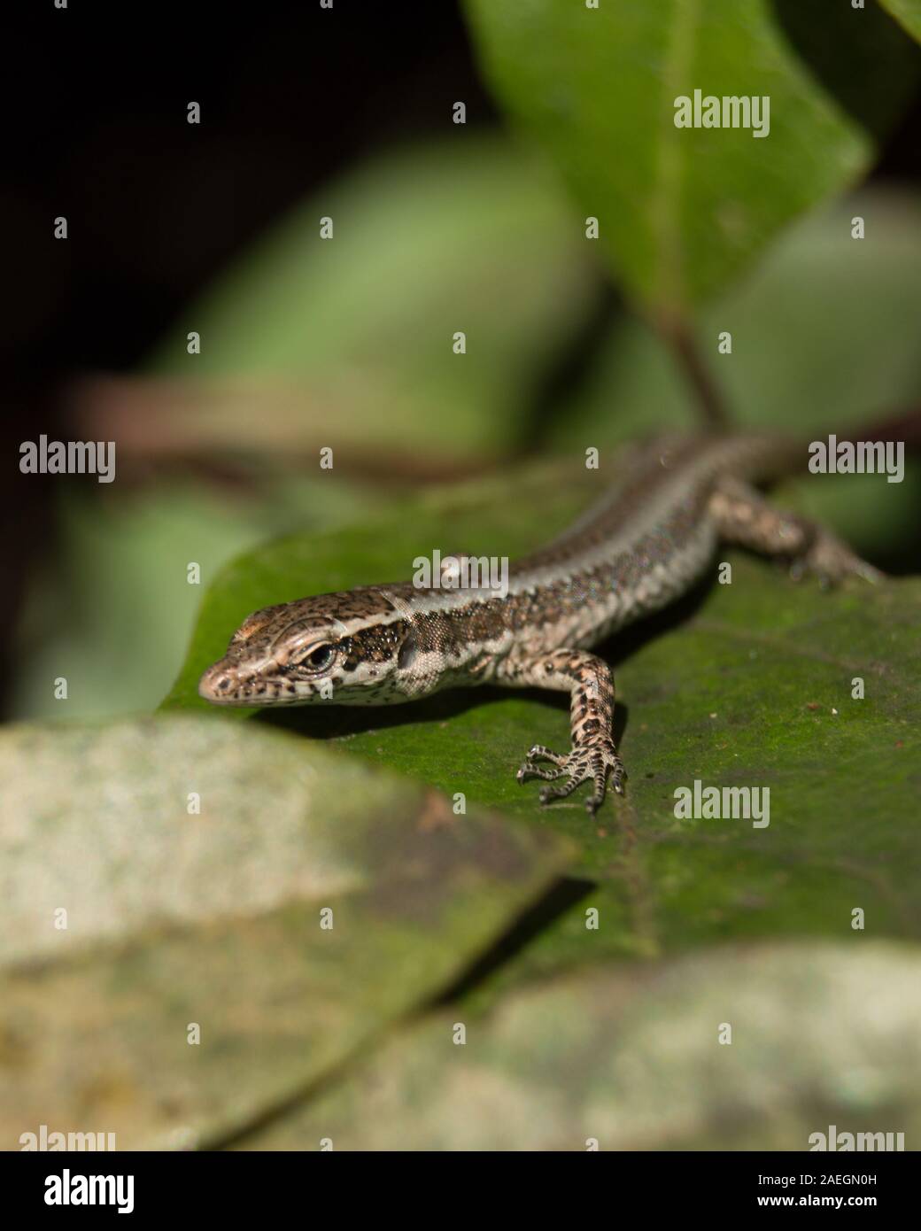 Madeiran wall lizard (T. dugesii) sitting on leaves Stock Photo - Alamy