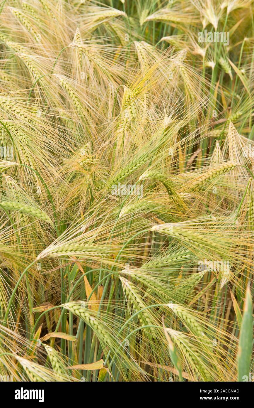 Barley crop in farm field. North Yorkshire, England Stock Photo - Alamy