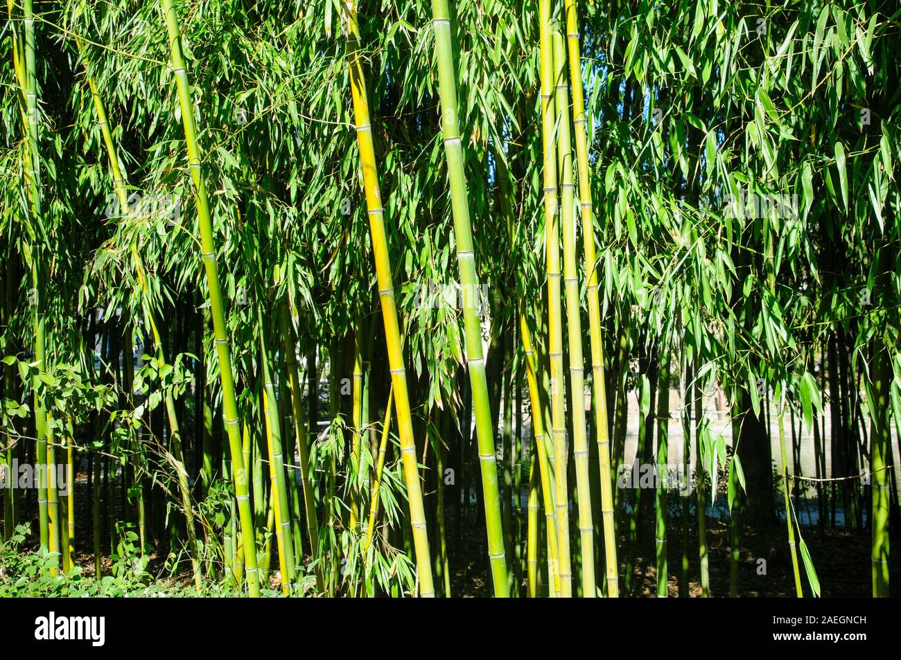 Temperate bamboo forest hi-res stock photography and images - Alamy