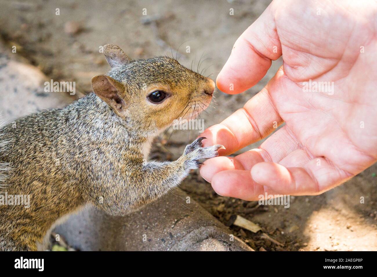 The curious garden hi-res stock photography and images - Alamy