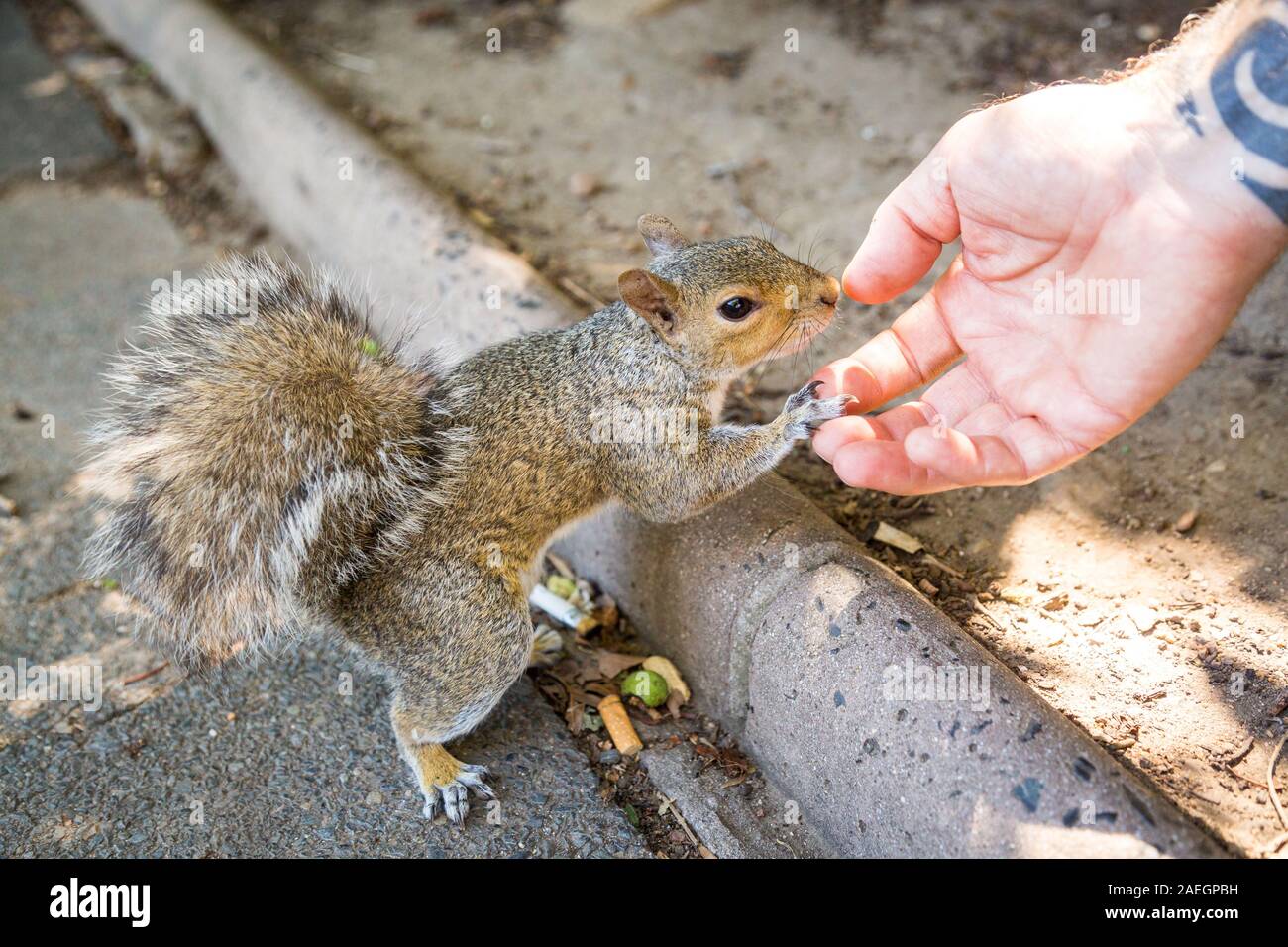 Curious squirrel sniffing on a hand and putting its foot onto one ...
