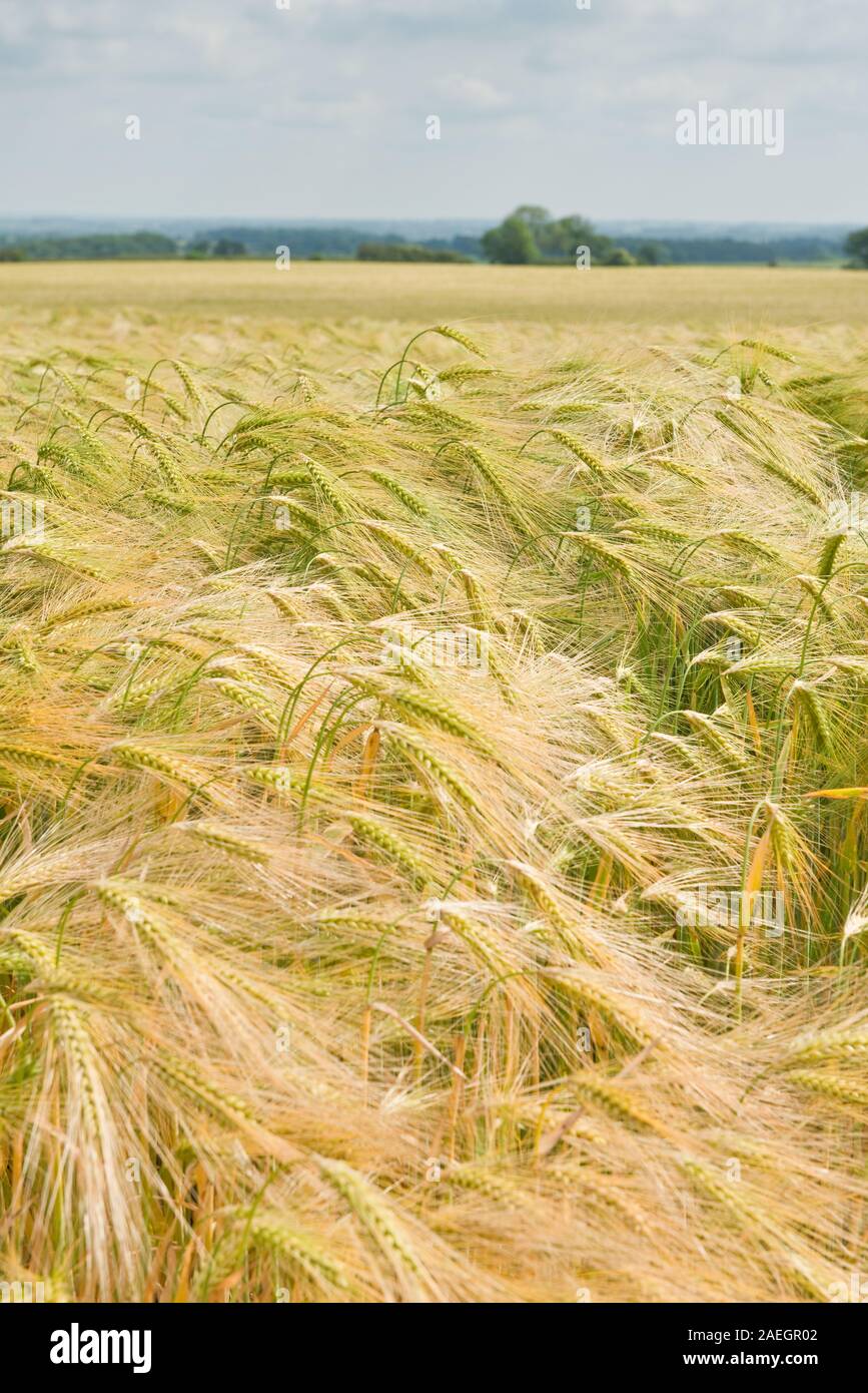 Barley farming and harvest. North Yorkshire, England Stock Photo - Alamy