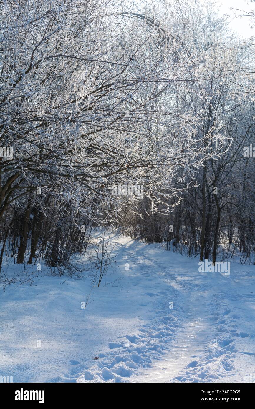 Icy forest hi-res stock photography and images - Alamy