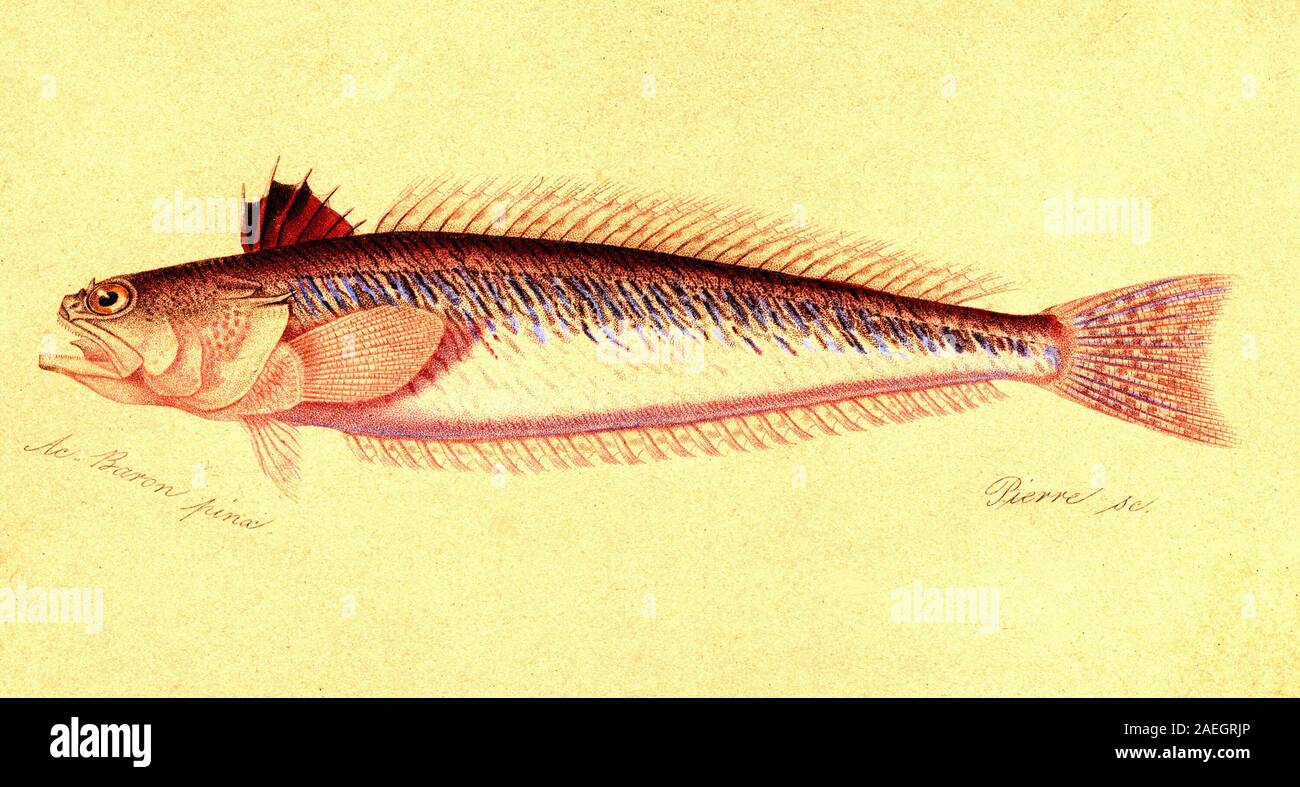 Trachinus Draco Stock Photos & Trachinus Draco Stock Images - Alamy