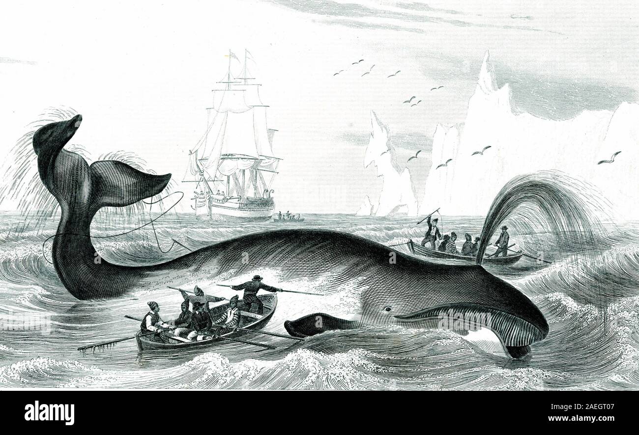 Balaenidae High Resolution Stock Photography and Images - Alamy