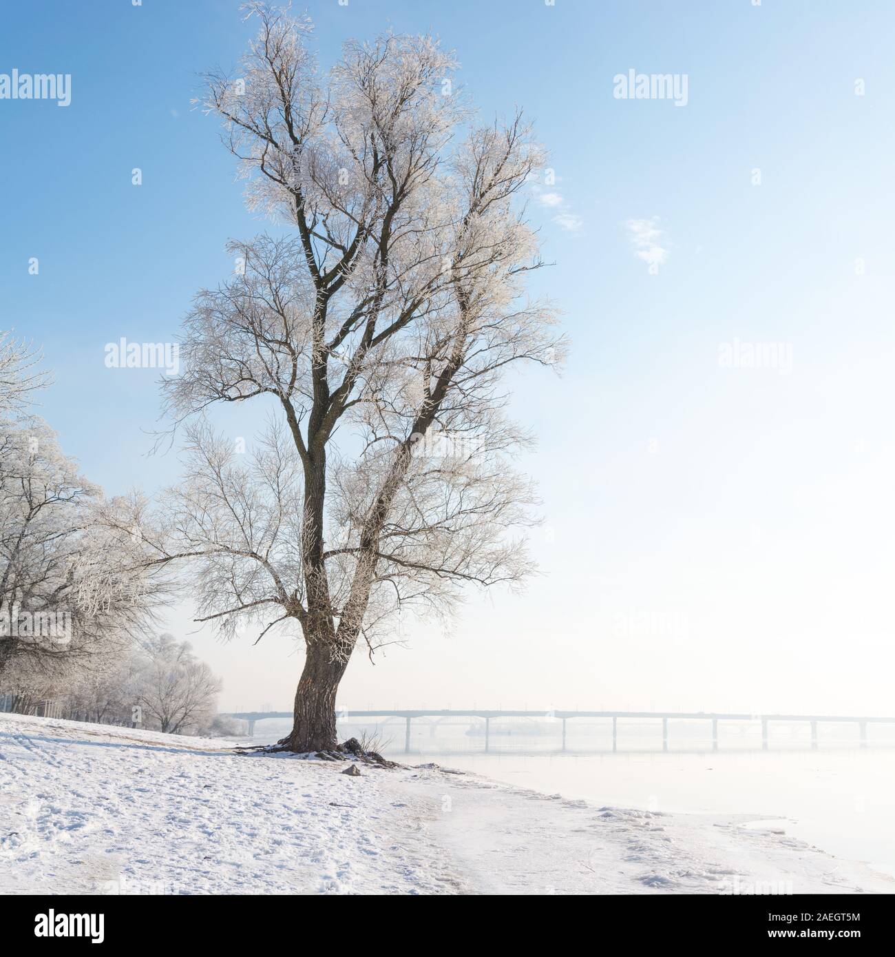 winter landscape, trees in the frost . the image is made up of many ...