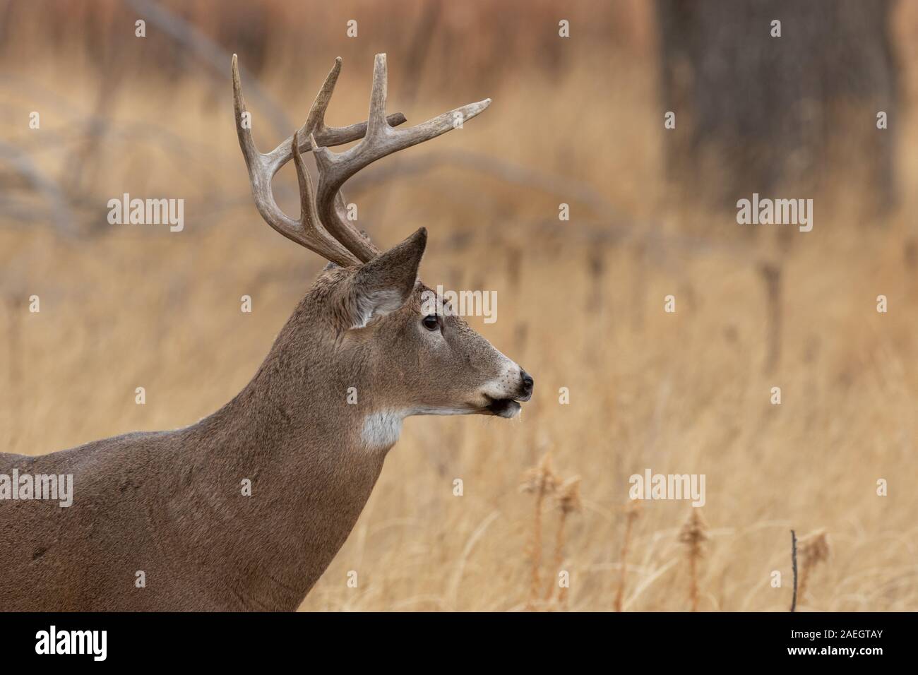 Whitetail Deer Buck During the fall Rut Stock Photo - Alamy