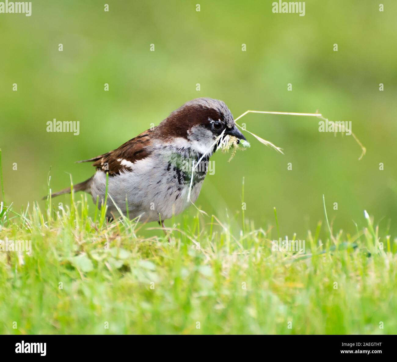 Thin reed hi-res stock photography and images - Alamy