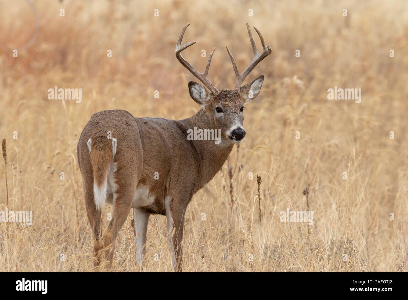 Whitetail deer hi-res stock photography and images - Alamy