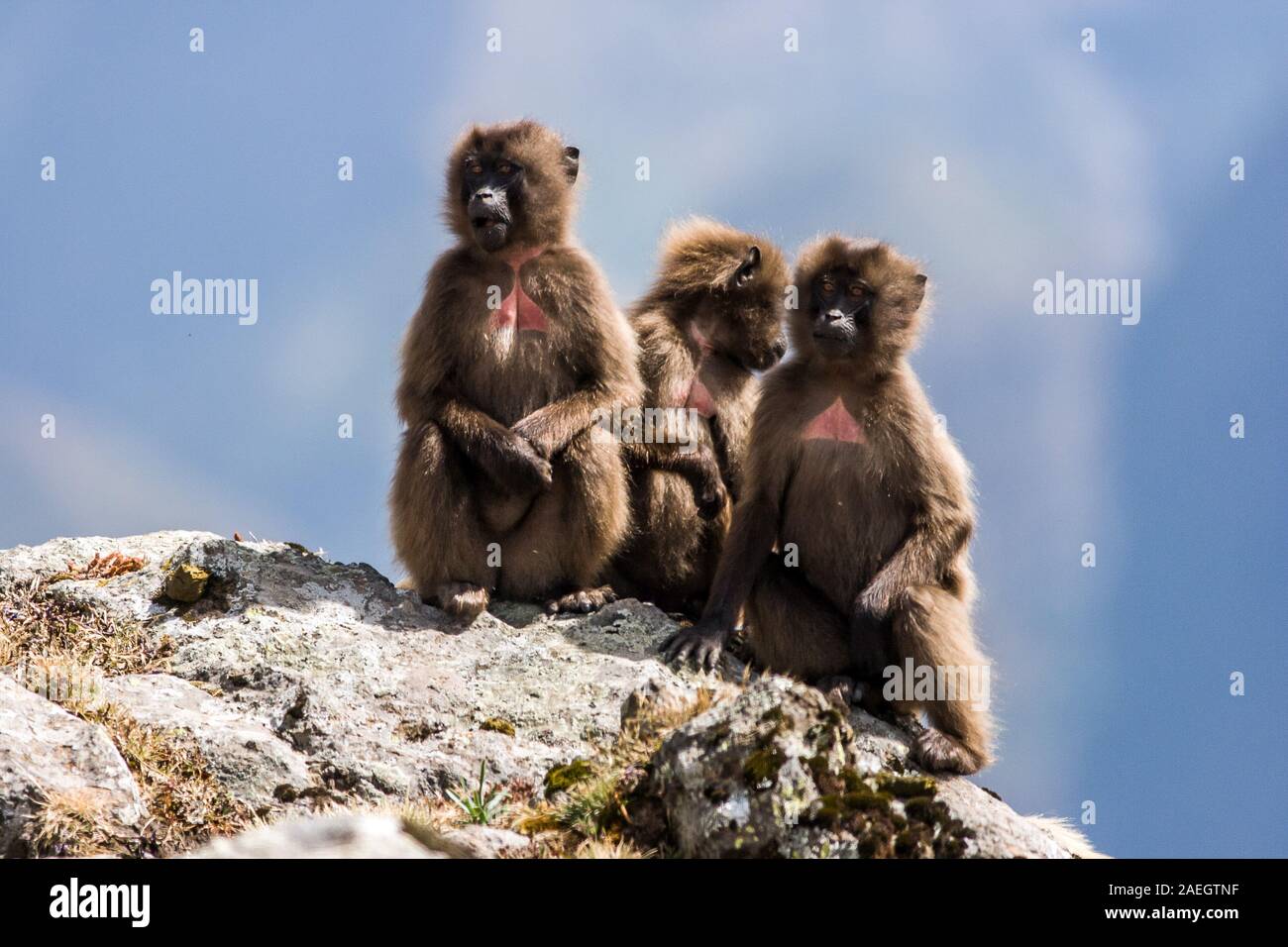 Young male Gelada baboons, Simien Mountains National Park, Ethiopia ...
