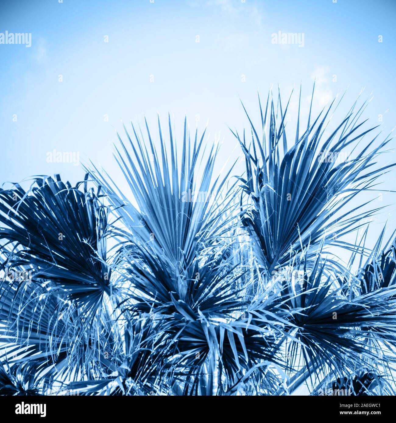 Bright blue color tropical leaf hi-res stock photography and images - Alamy