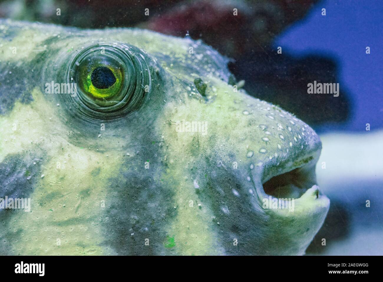 fugu fish in natural conditions Stock Photo - Alamy