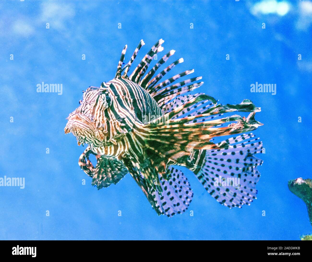 Lion fish close up hi-res stock photography and images - Alamy
