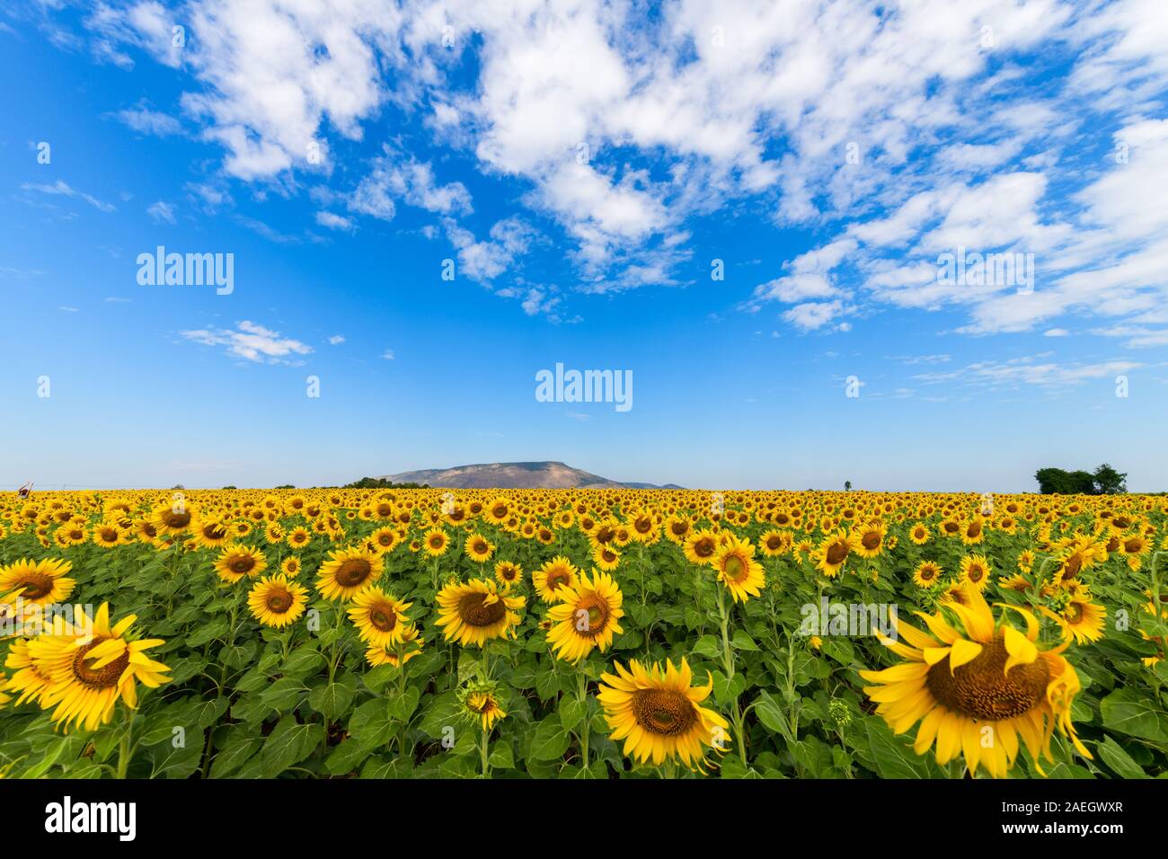 Beautiful sunflower field on summer with blue sky and white cloudy at ...