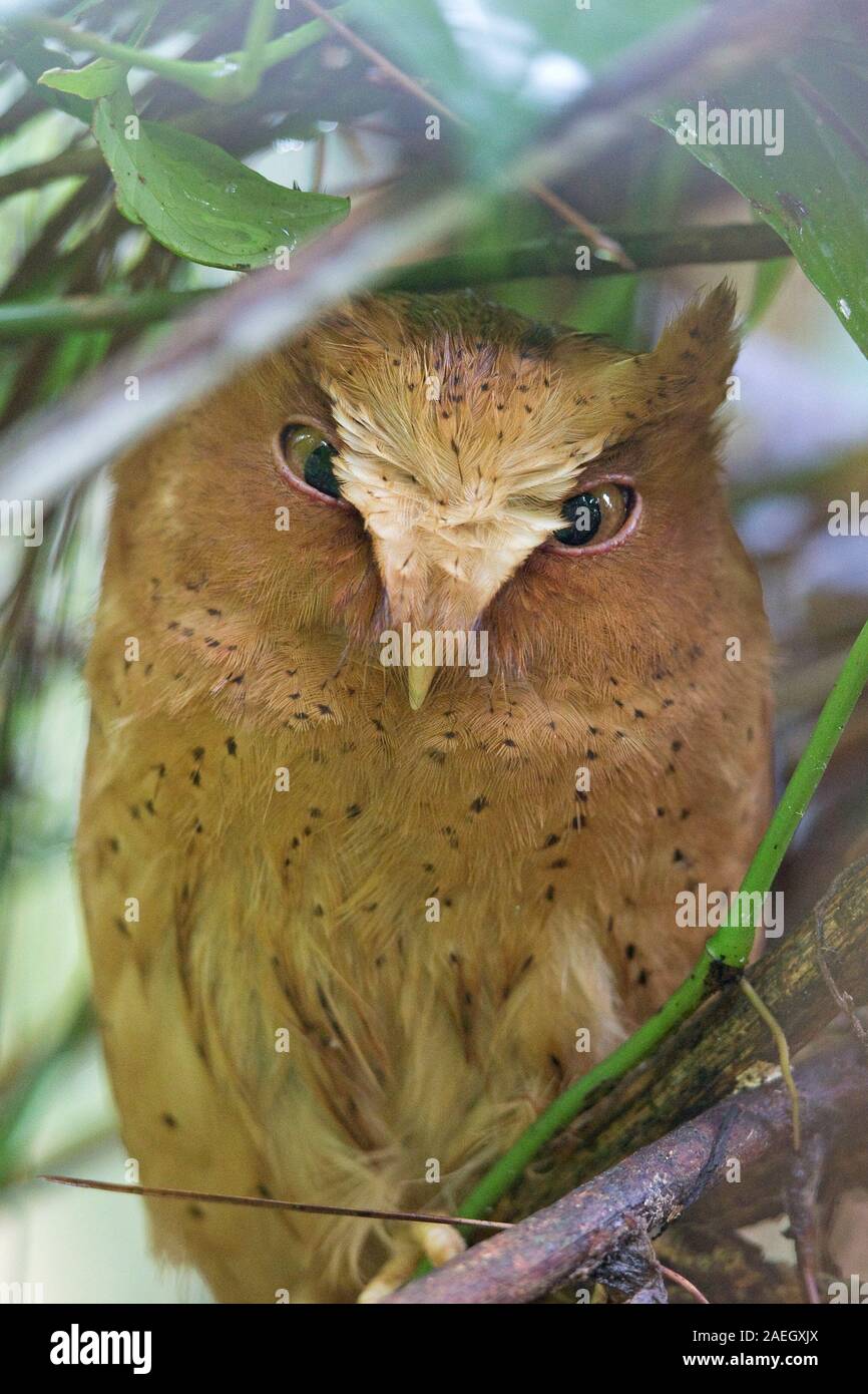 Serendib scops owl hi-res stock photography and images - Alamy