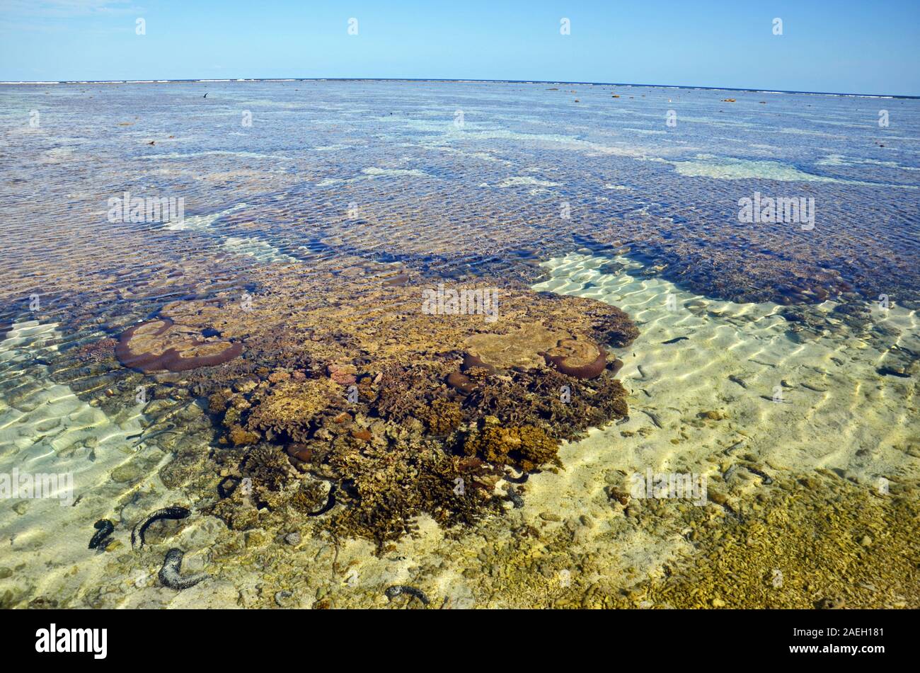 Coral in the lagoon on Lady Elliot Island. Great Barrier Reef ...