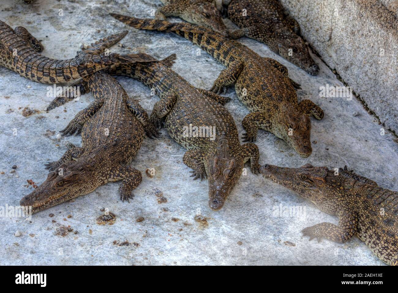 Cocodrilos hi-res stock photography and images - Alamy