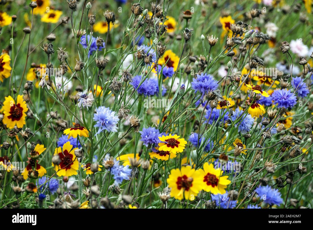Coreopsis tinctoria cornflower hi-res stock photography and images - Alamy