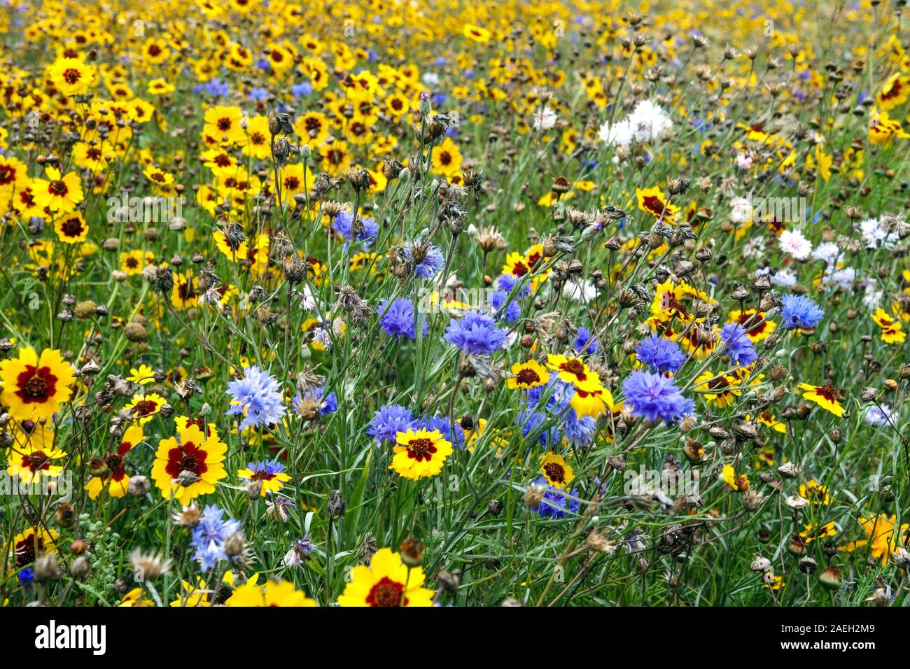 Coreopsis bed flowers hi-res stock photography and images - Alamy