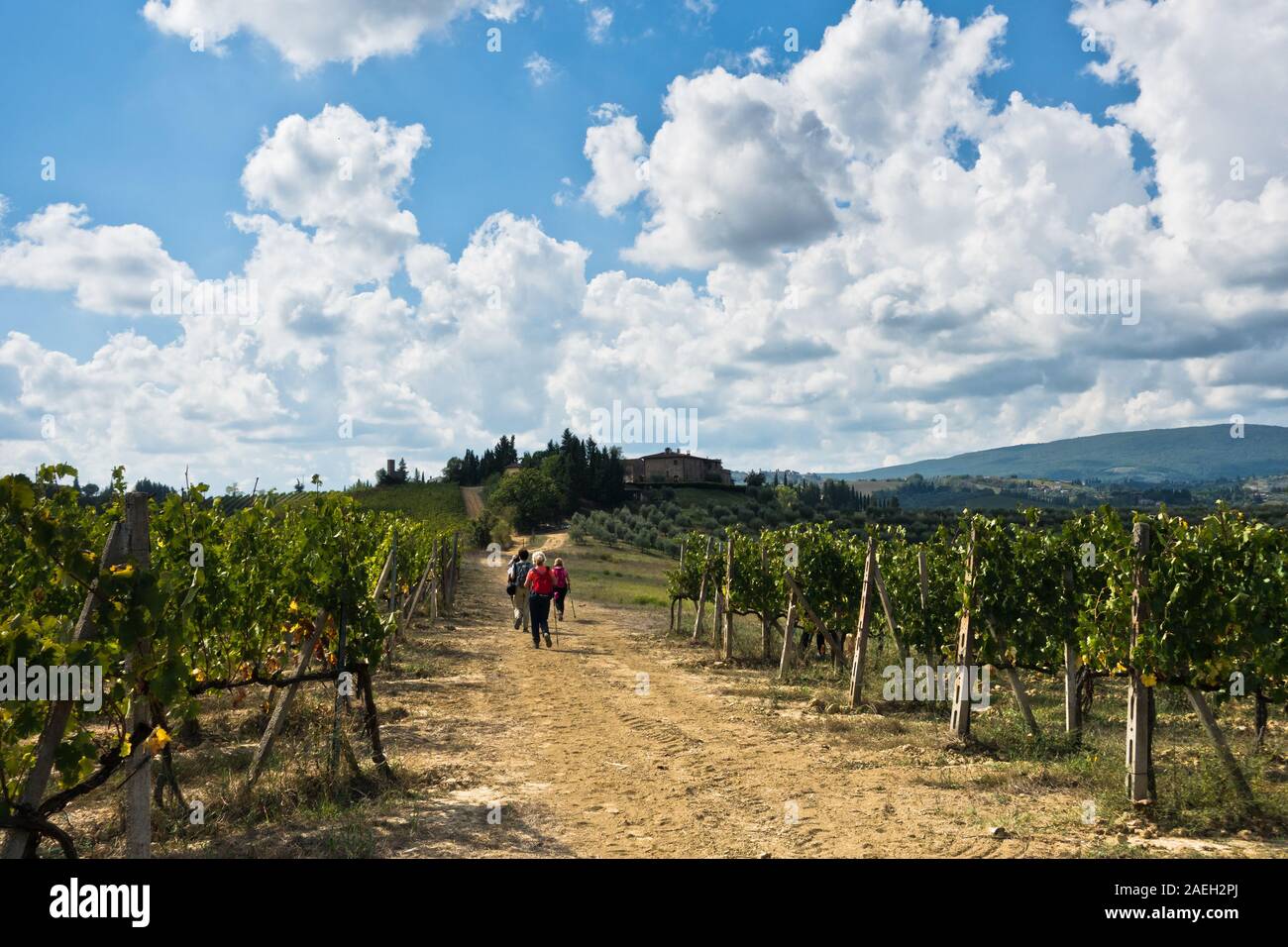 Hiking hills, backroads and vineyards at autumn, near San Gimignano in ...