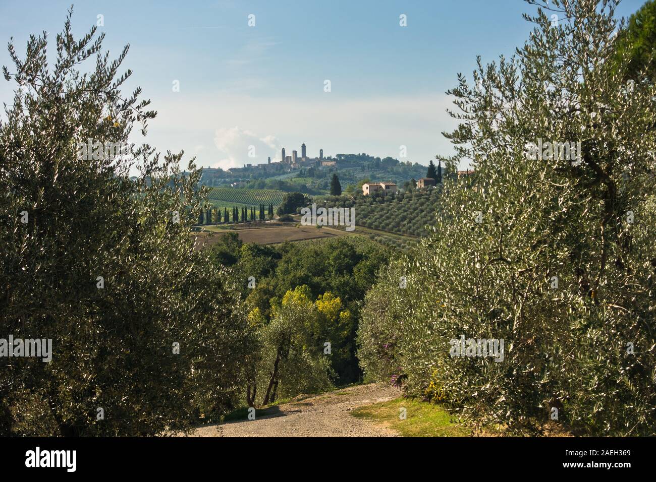 Hiking hills, backroads and vineyards at autumn, near San Gimignano in ...