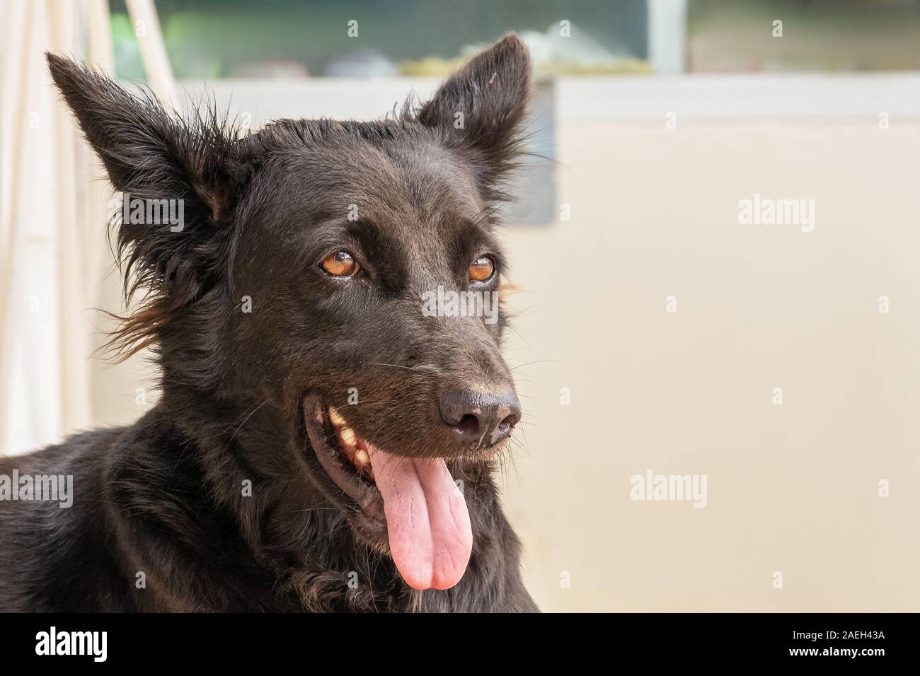 Black gray dog mutt is suffering from the heat on the street in the ...