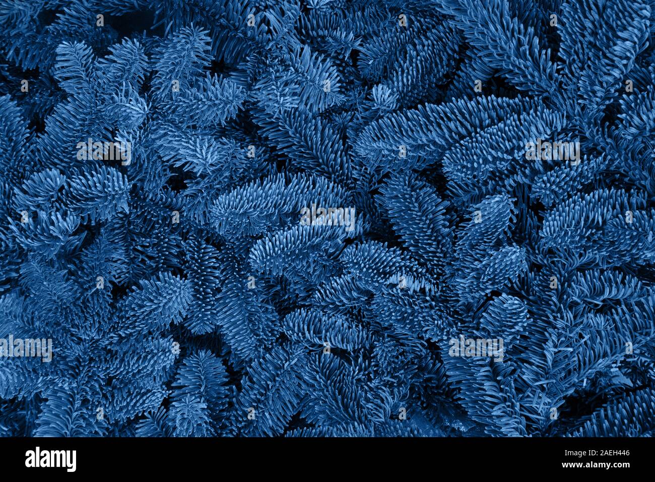 Christmas background with evergreen tree Stock Photo - Alamy