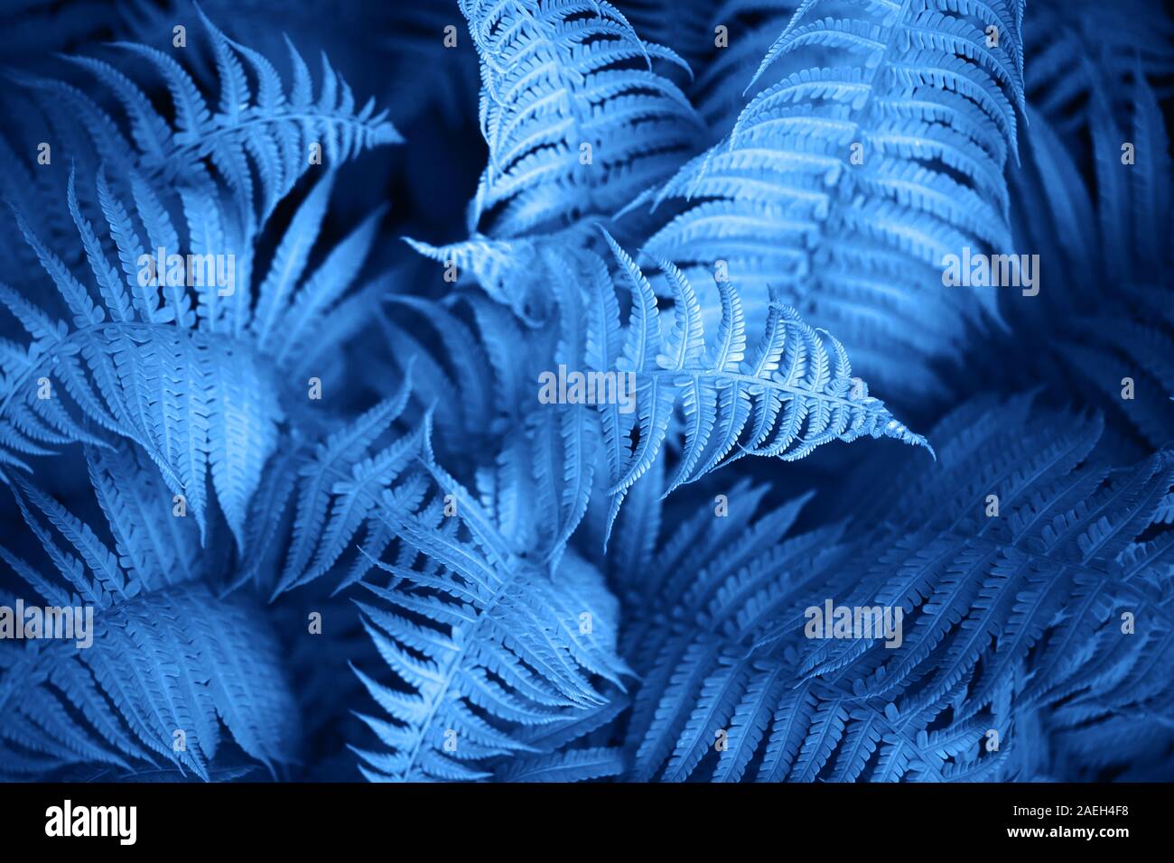 Beautiful fern leaves foliage in blue color. Perfect background for ...