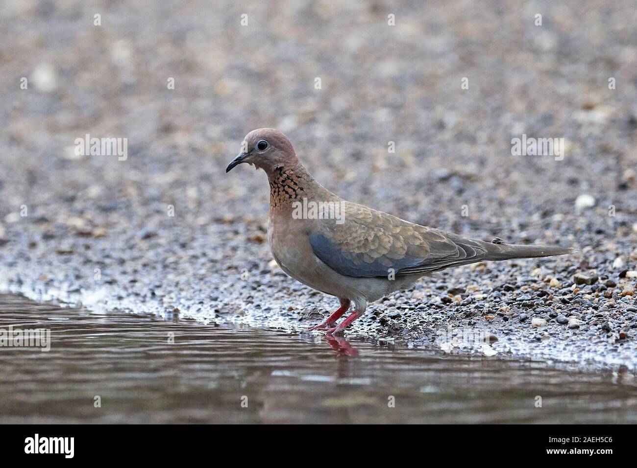 Dove in habitat hi-res stock photography and images - Alamy