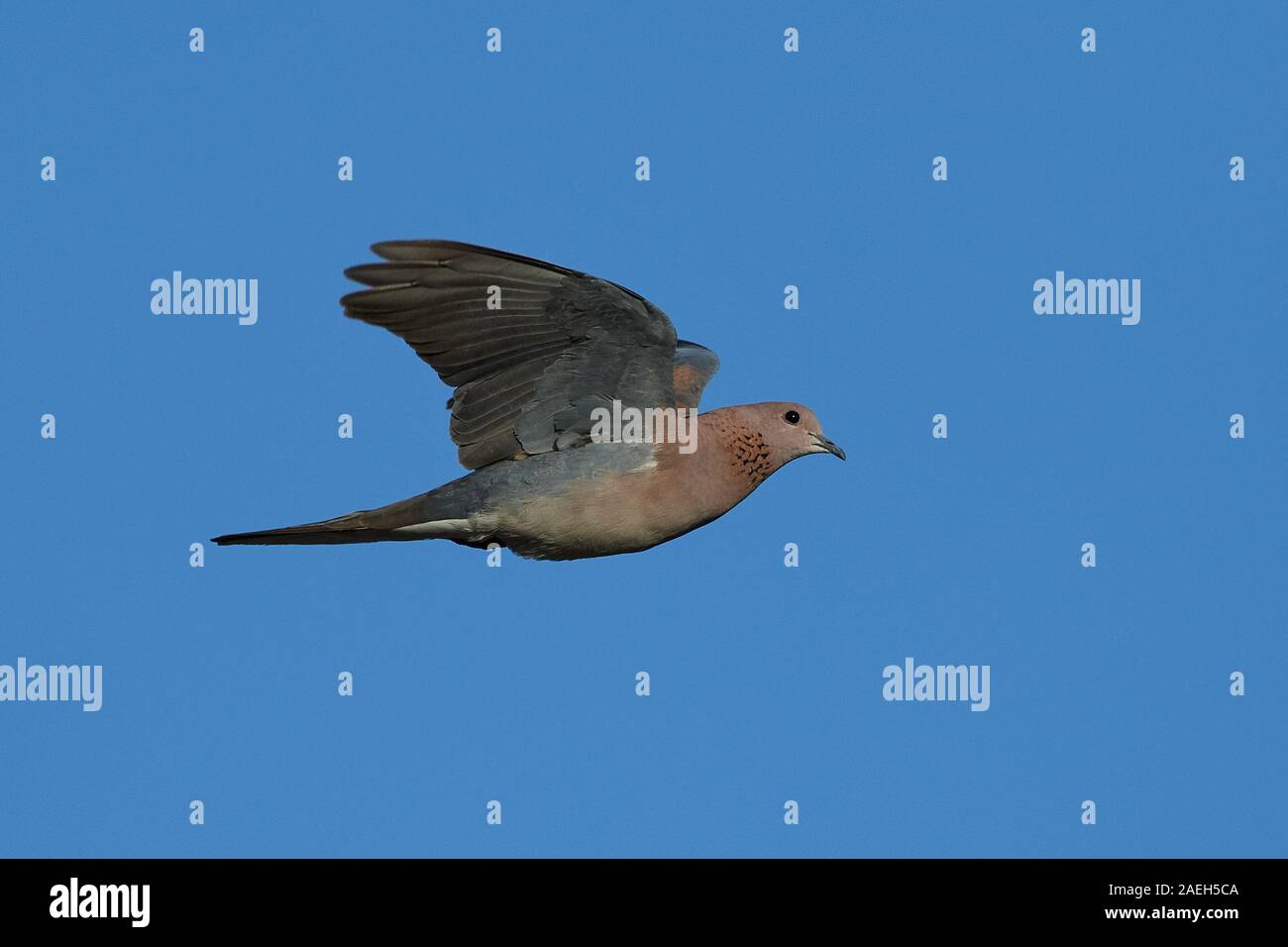 Dove in flight hi-res stock photography and images - Alamy