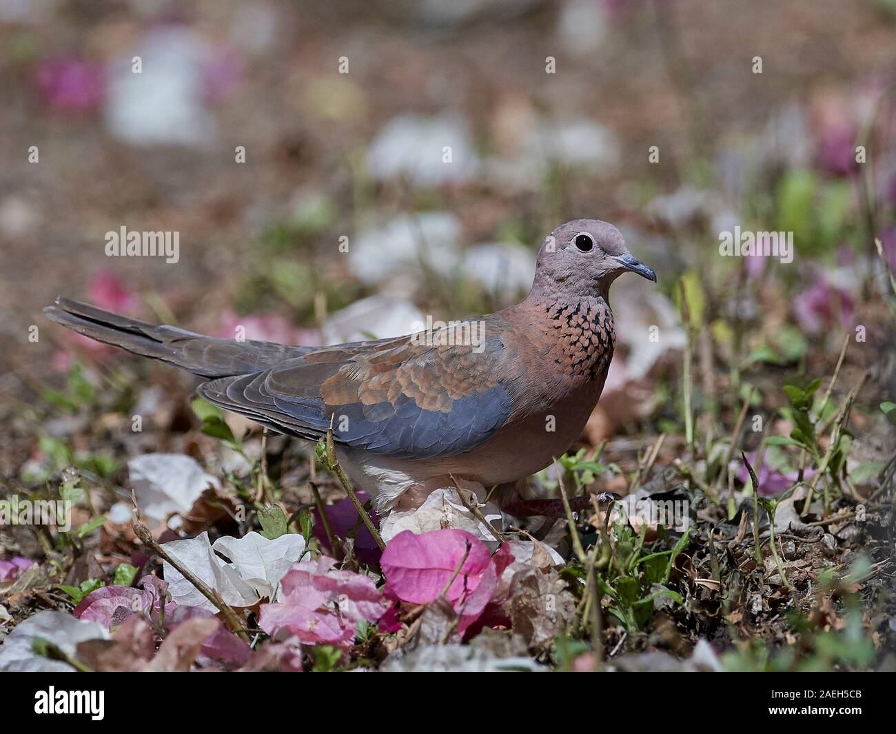 Laughing dove in its natural habitat in Senegal Stock Photo - Alamy